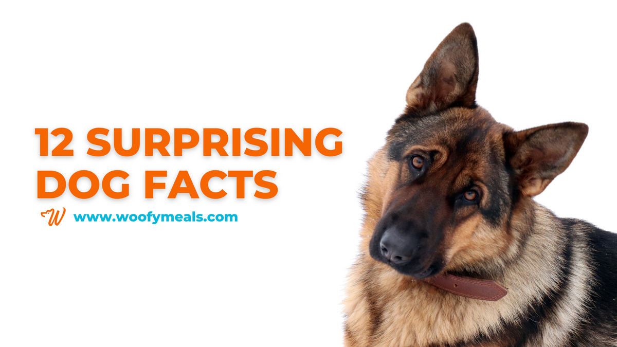 12 Surprising Dog Facts — Woofy Meals