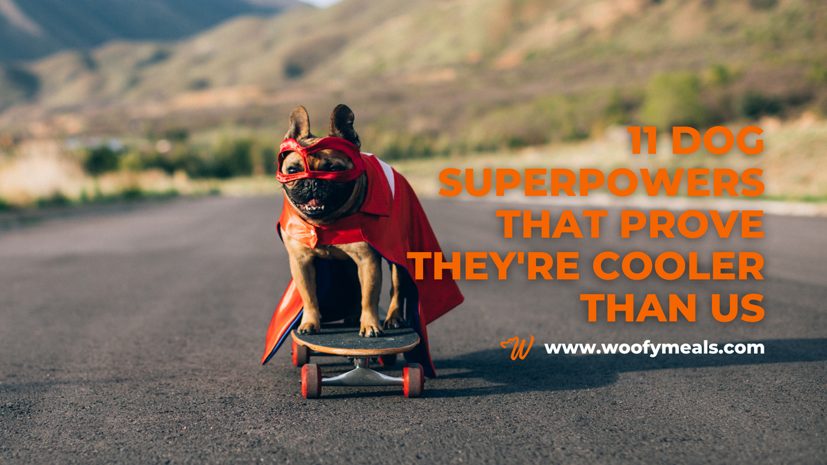 11 Dog Superpowers That Prove They're Cooler Than Us — Woofy Meals