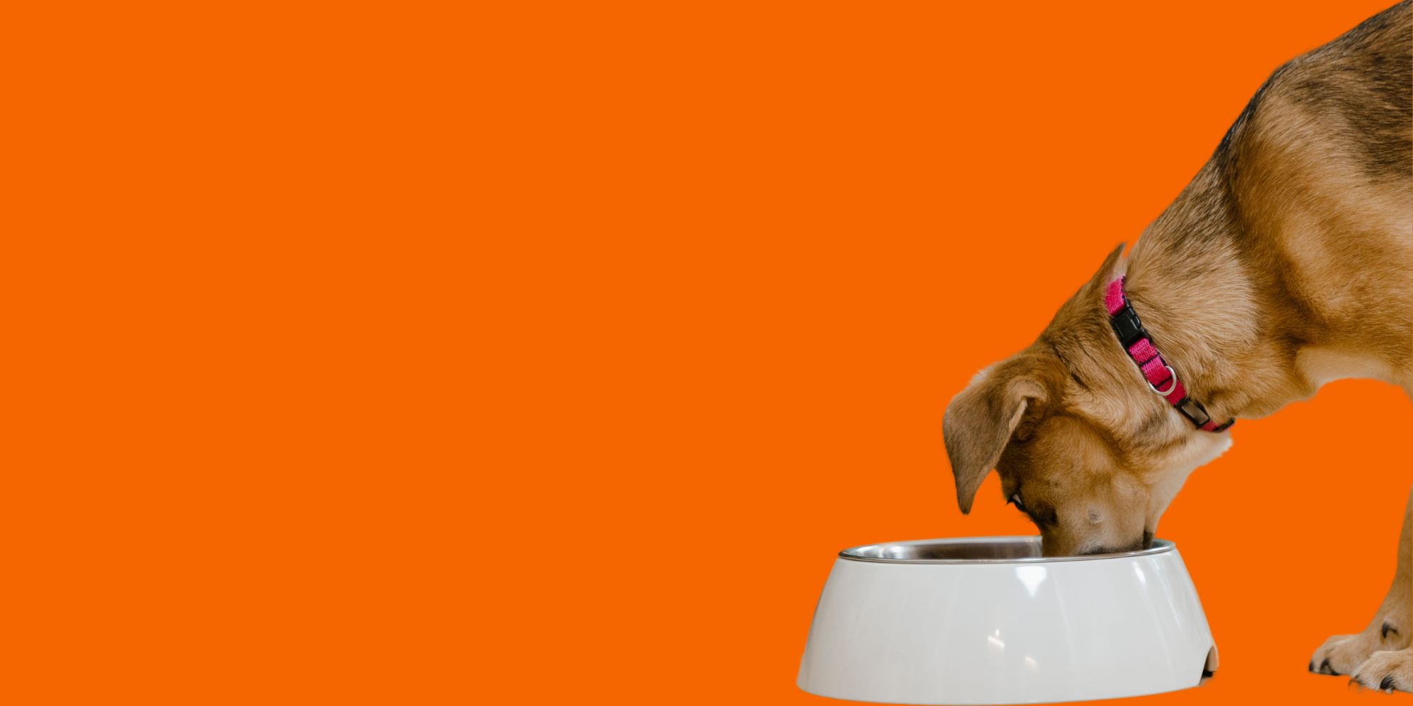 Woofy Meals │ Tailored Dog Food Plans & Delivery in Malta │ 24/7 Shop