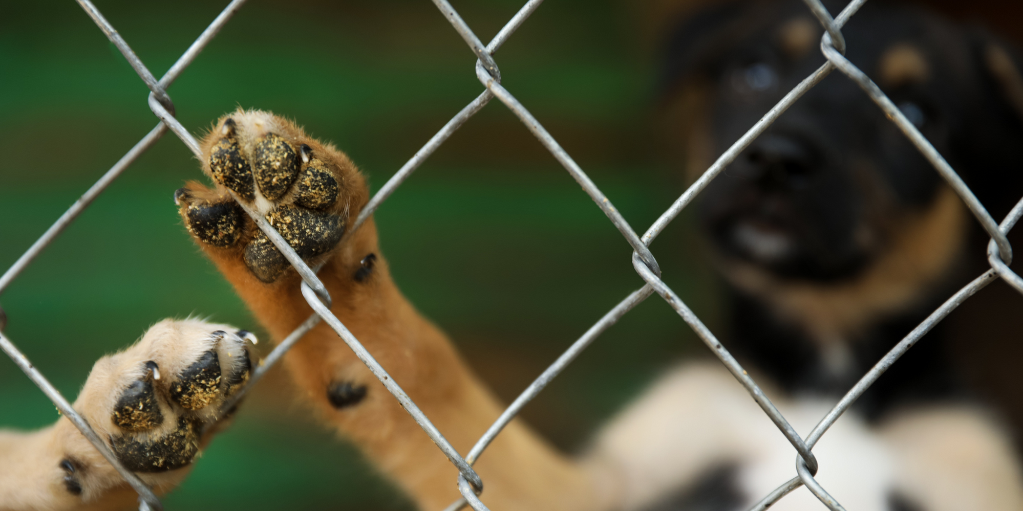 Woofy Meals │ Tailored Dog Food Plans & Delivery in Malta │ 24/7 Shop